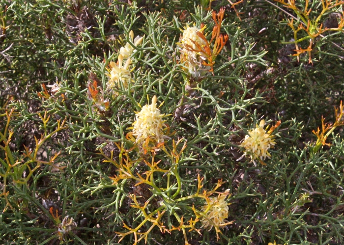 South Australian Plants - Proteaceae